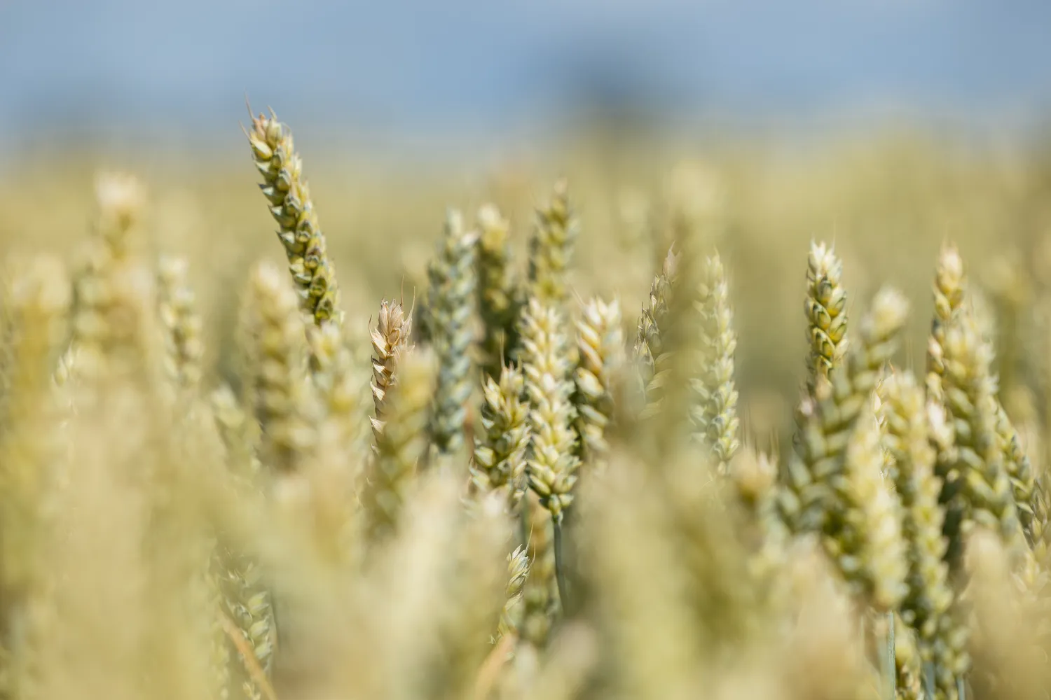 Tere tulemast Baltic Agro veebilehele