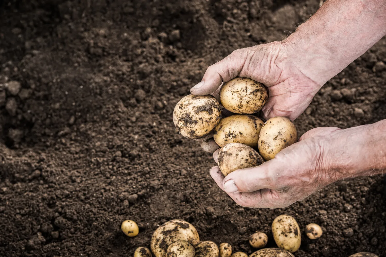 Herbitsiidid | Baltic Agro