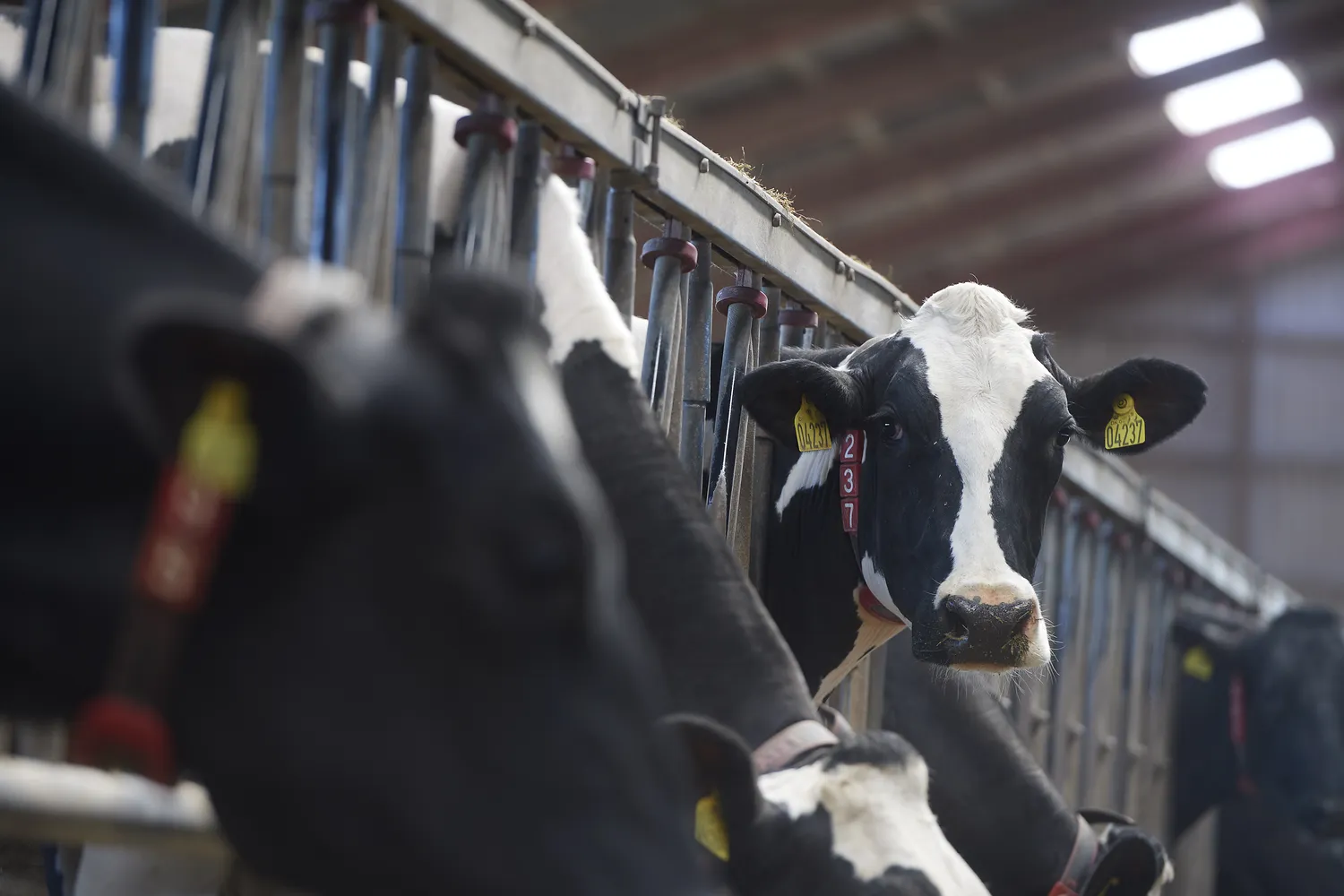 Tackling copper deficiency in cows