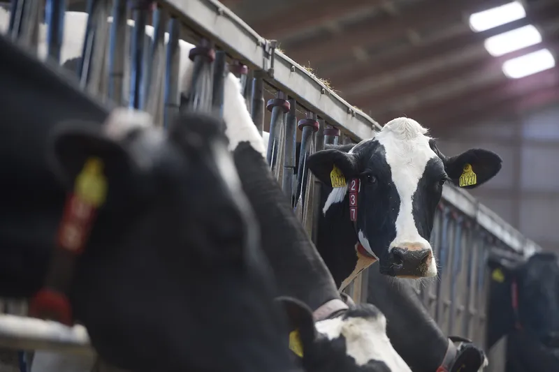 Kvægmineraler tilpasset koens livscyklus