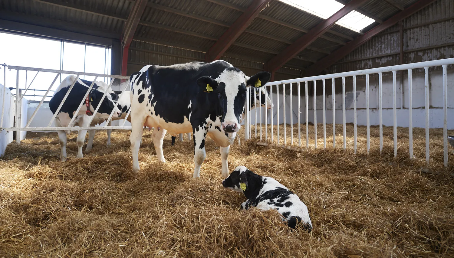 Foder | Swedish Agro