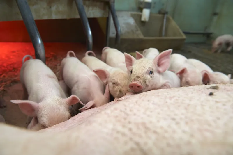 How to prevent and treat constipation in lactating sows