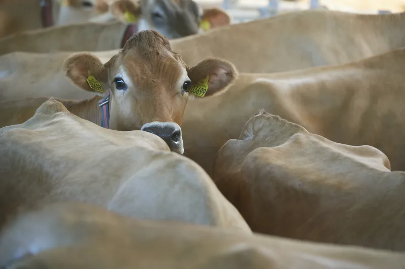 Premixes and nutrients that nourish a healthy farm business
