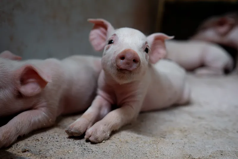 Meeting the nutritional need of your livestock