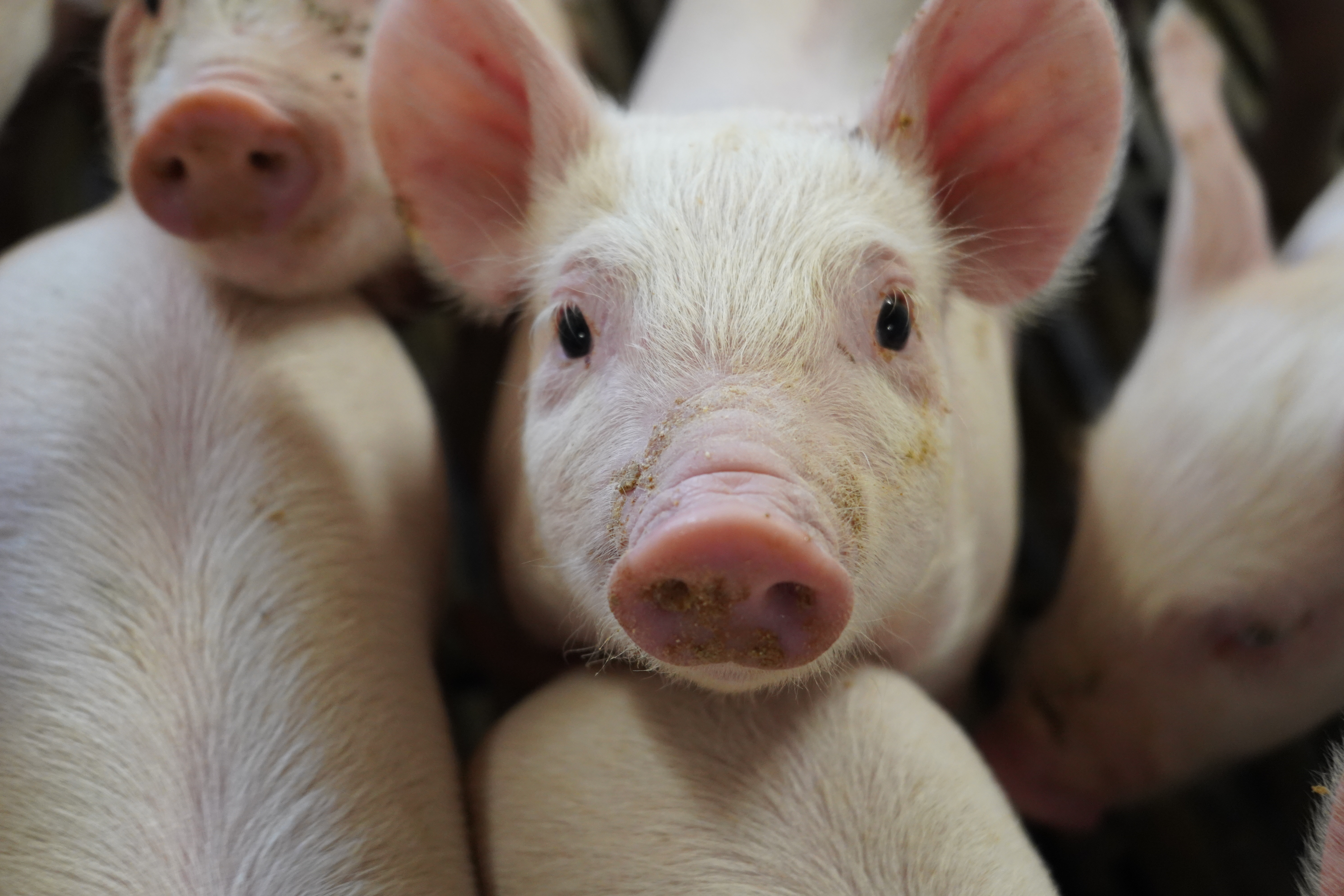 Good faeces after weaning – what does it look like?