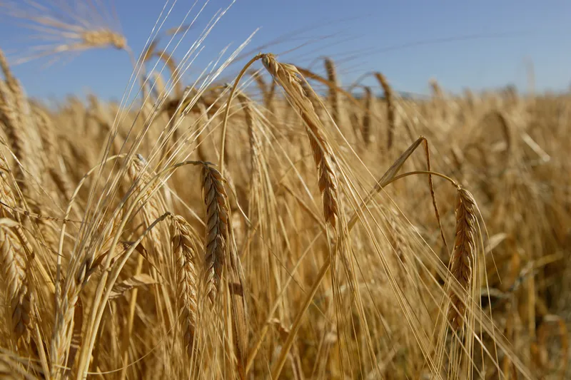 Plant breeding