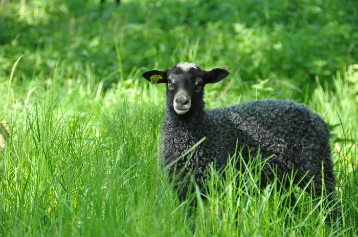 Foder | Swedish Agro