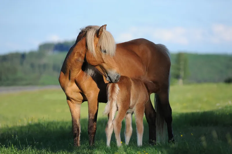 Foder | Swedish Agro