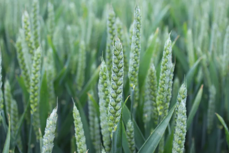 The breeding of crops