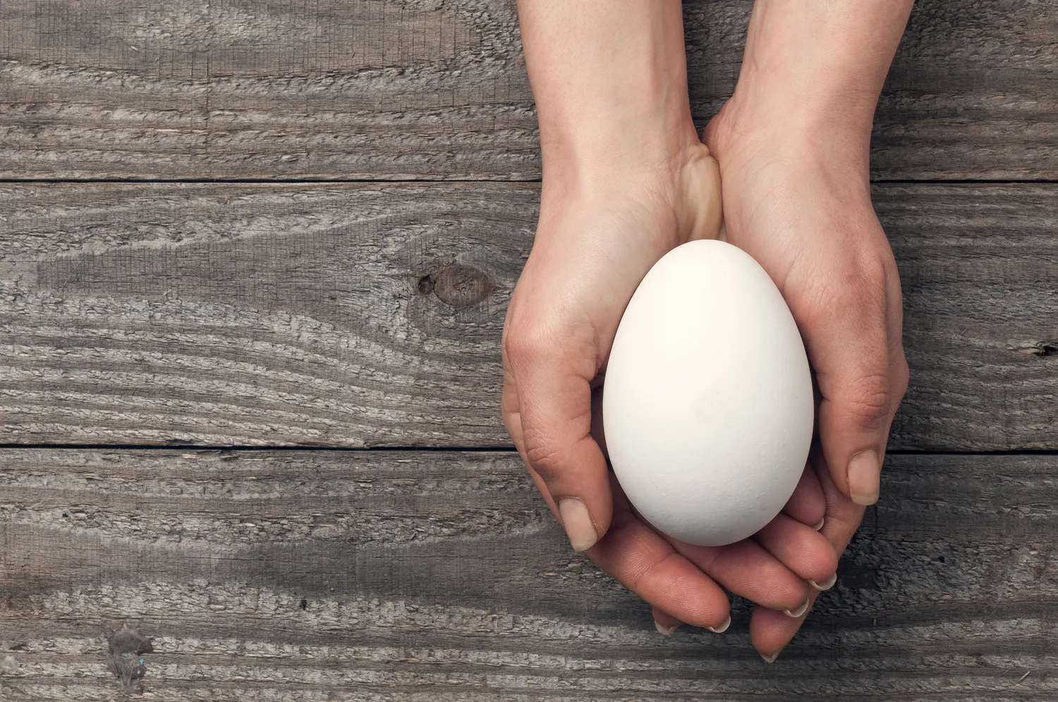 How the Egg is Formed