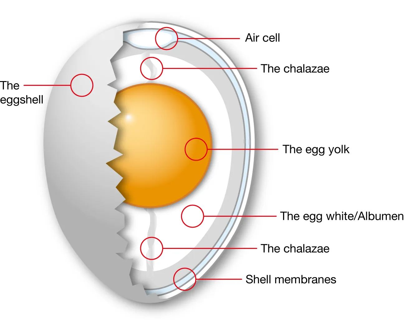 Structure of the Egg