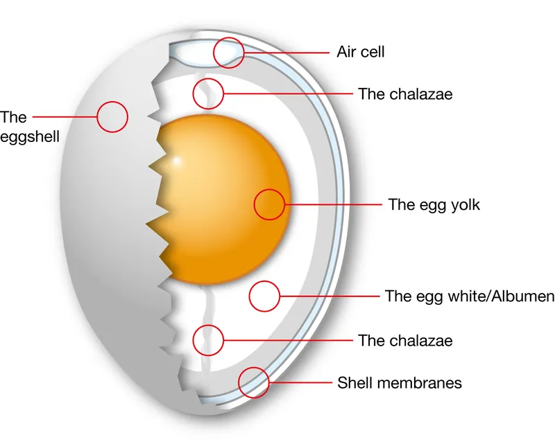 Structure of the Egg