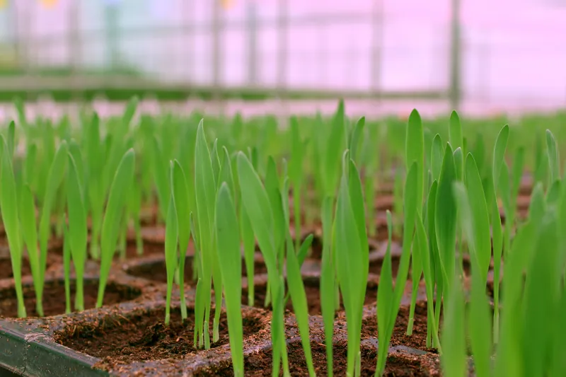 Plant breeding