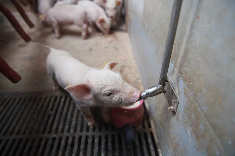 Meeting the nutritional need of your livestock