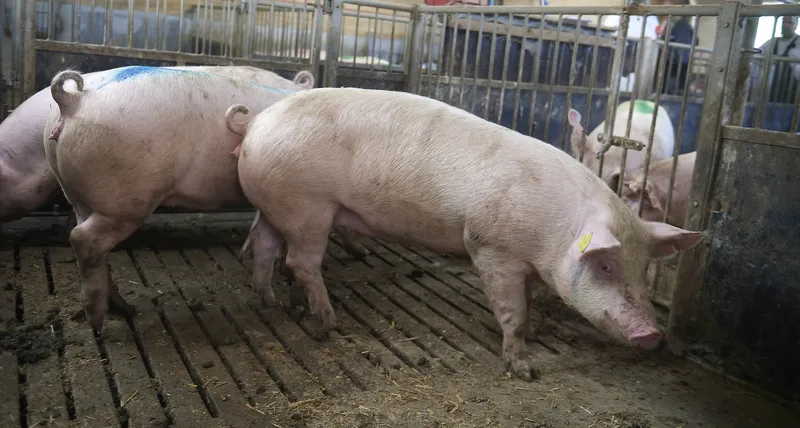 Meeting the nutritional need of your livestock